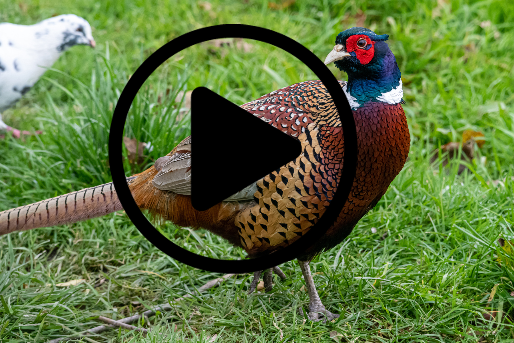 Raising Pheasant Chicks – Mother Earth News